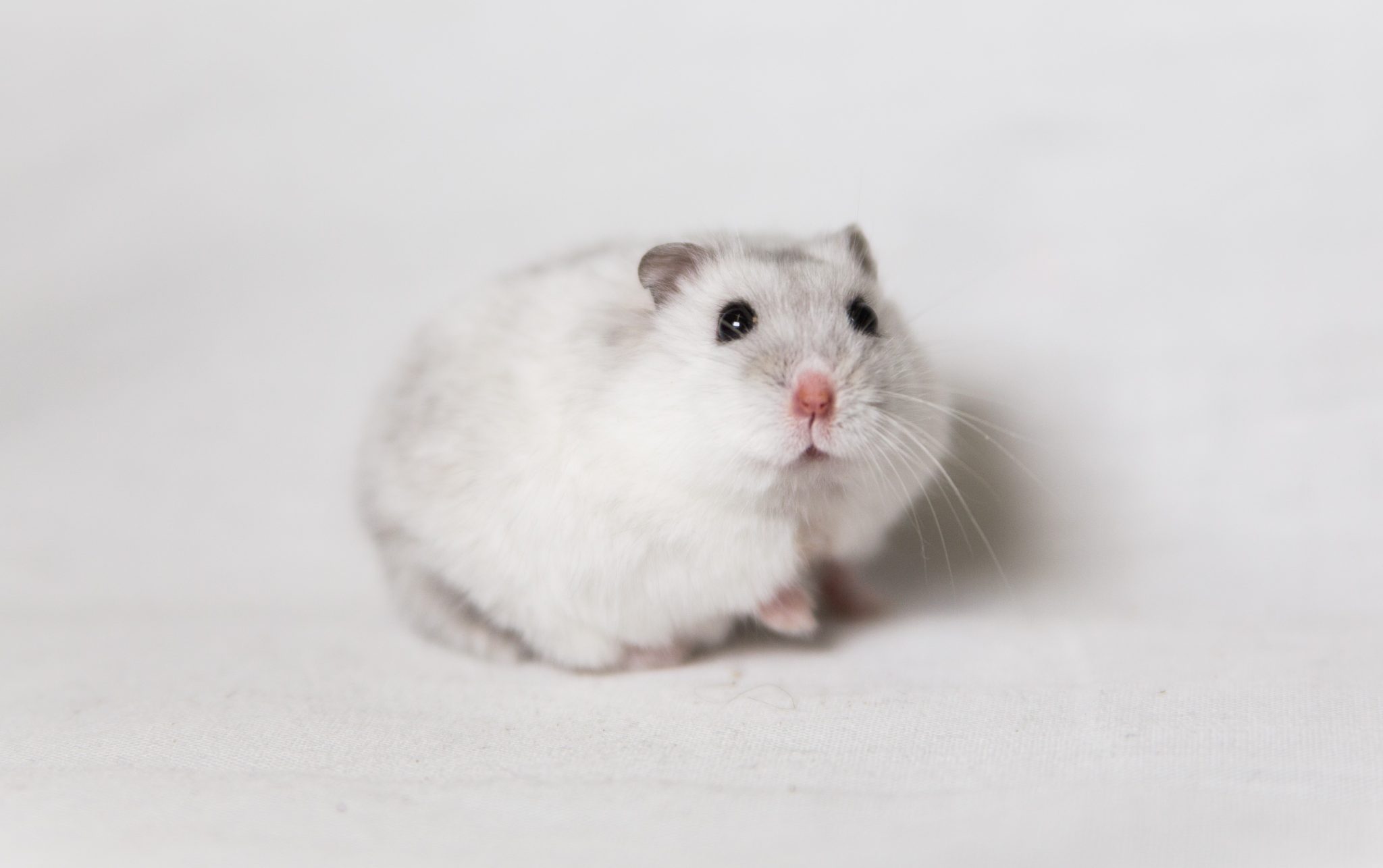 Yleistietoa hamstereista – Hamsterit Ry